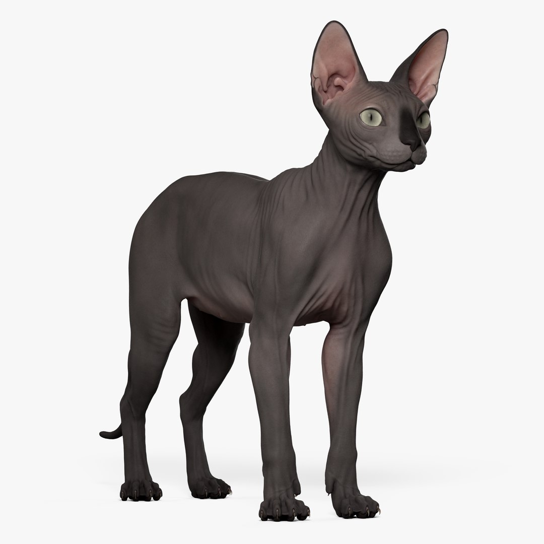Sphynx Cat 3D Model 3D Model - TurboSquid 2024340