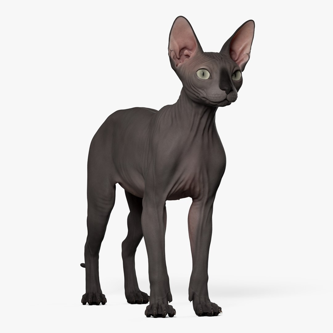 Sphynx Cat 3D Model 3D Model - TurboSquid 2024340