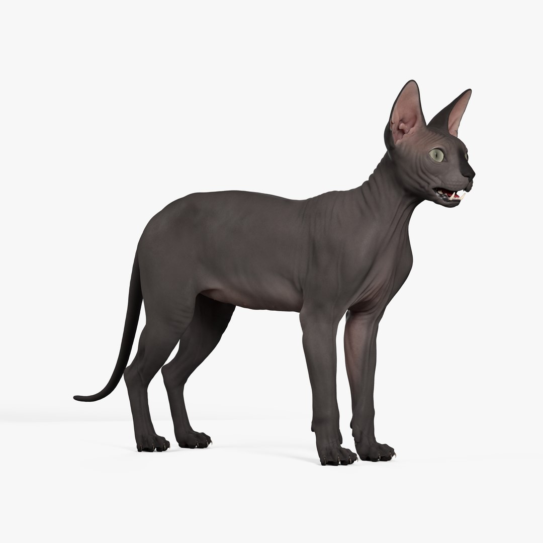 Sphynx Cat 3D Model 3D Model - TurboSquid 2024340