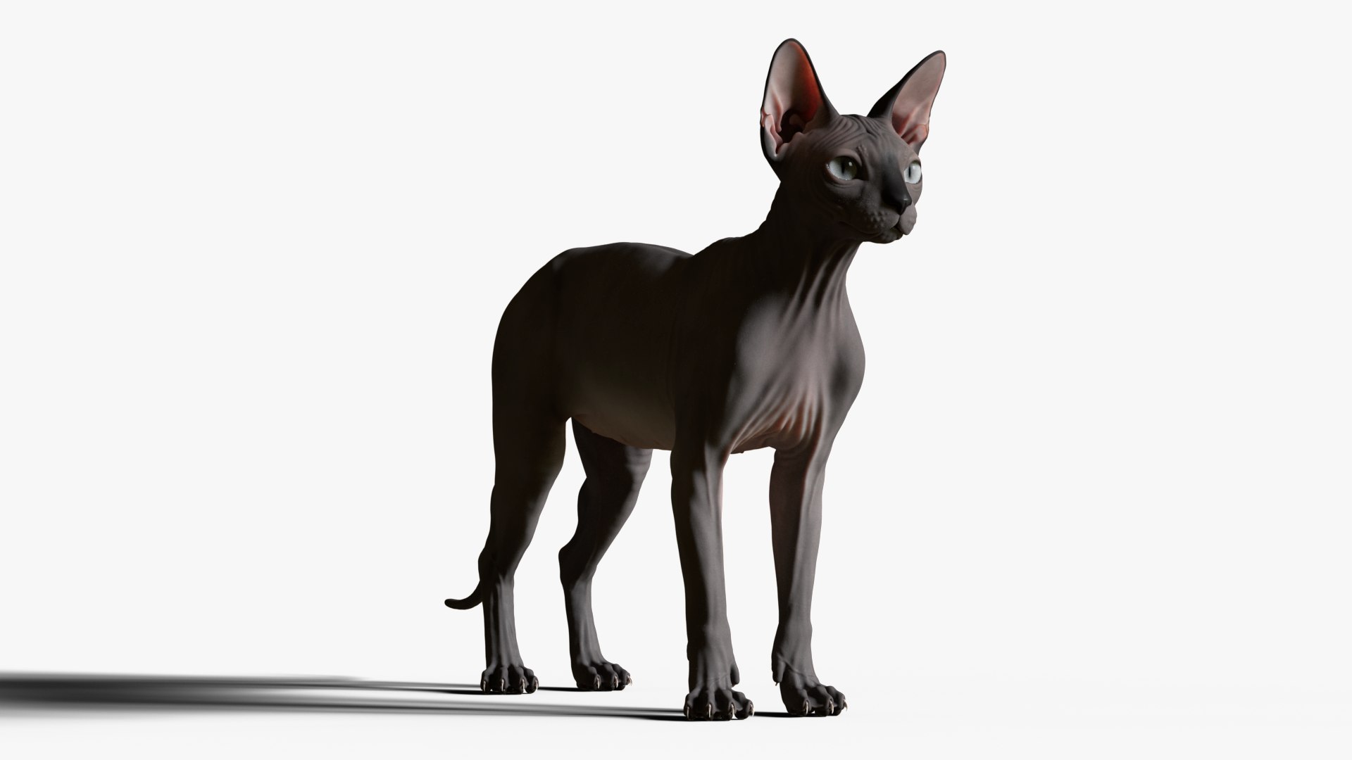 Sphynx Cat 3D Model 3D model - TurboSquid 2024340