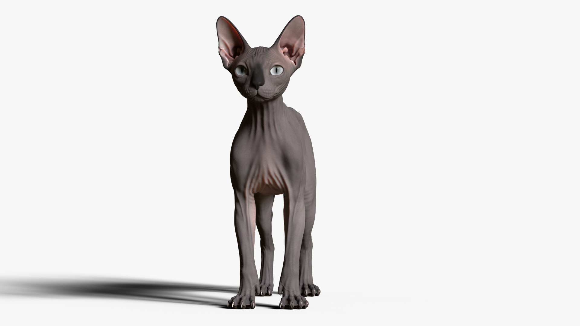 Sphynx Cat 3D Model 3D Model - TurboSquid 2024340