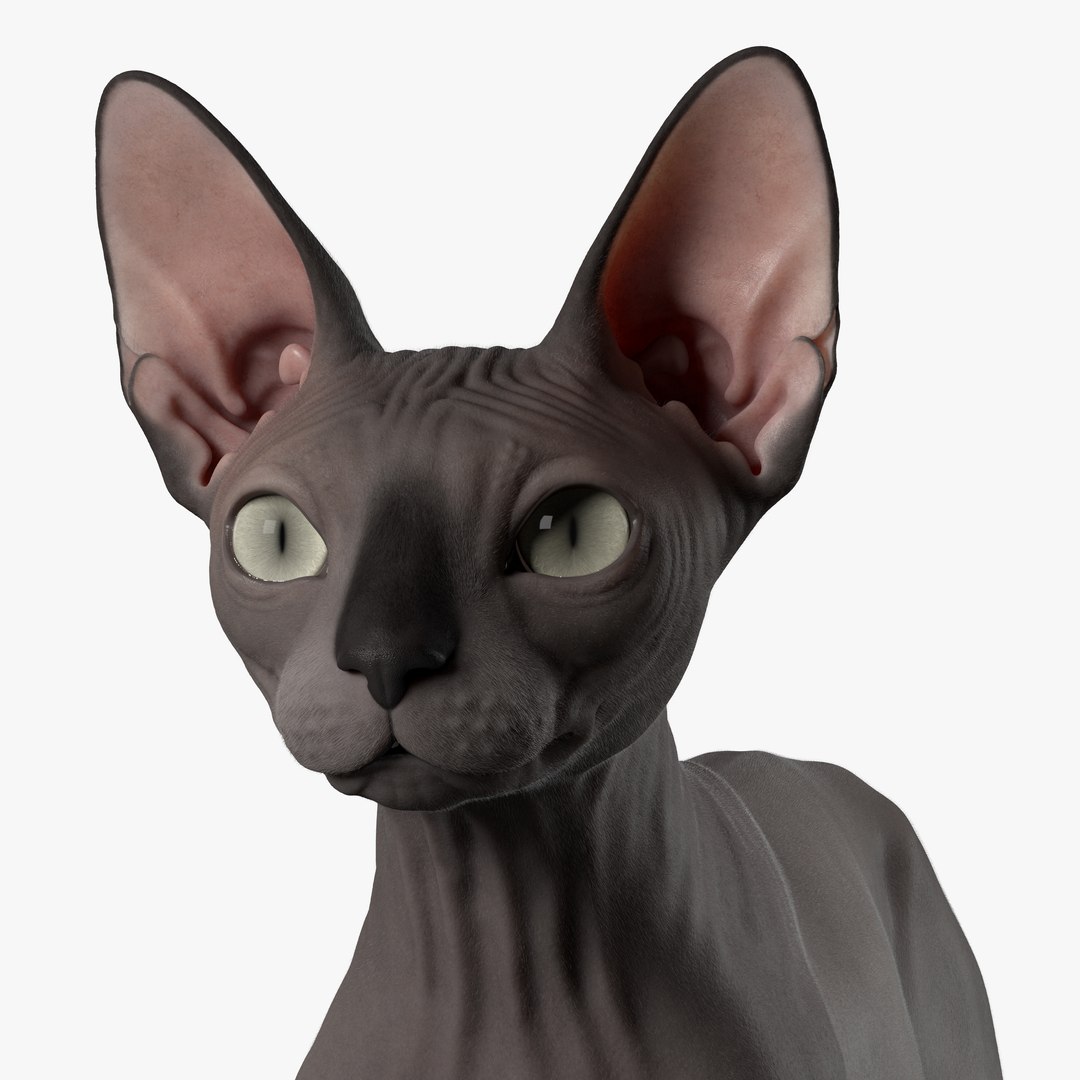Sphynx Cat 3D Model 3D Model - TurboSquid 2024340