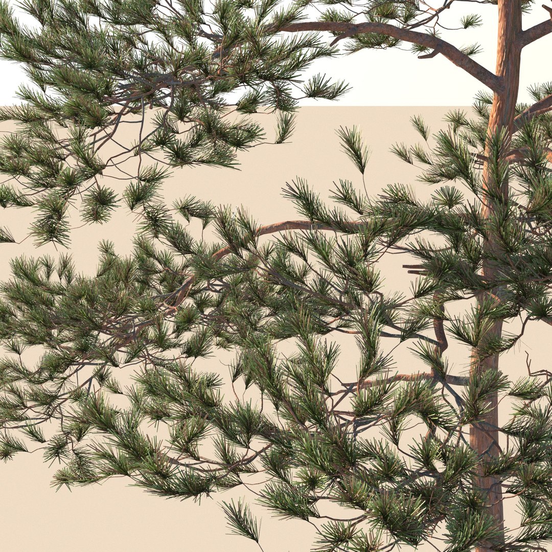 3dsmax Realistic Pine Tree