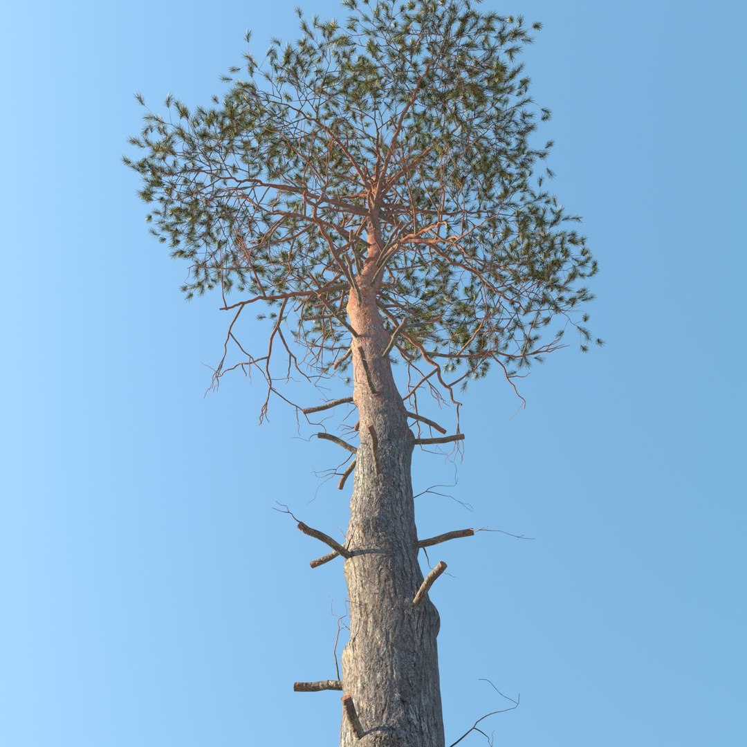 3dsmax Realistic Pine Tree