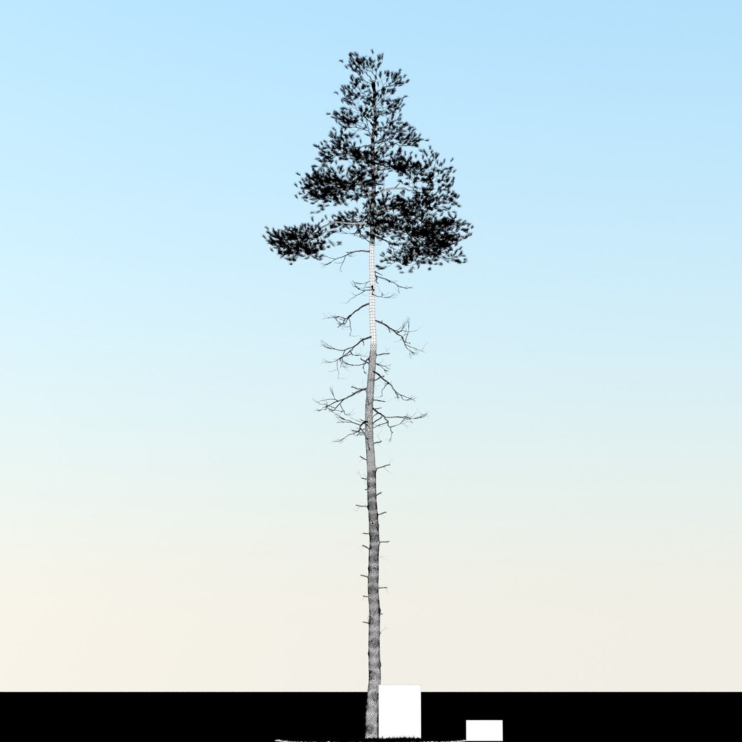 3dsmax Realistic Pine Tree