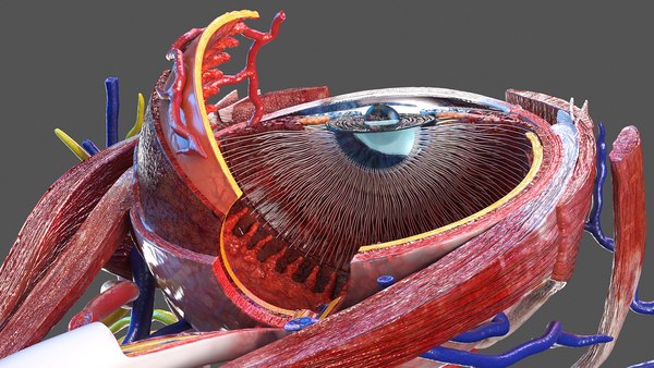 Eye anatomy cross-section left 3D model - TurboSquid 1513426