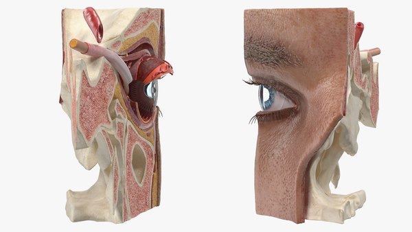 Eye anatomy cross-section left 3D model - TurboSquid 1513426
