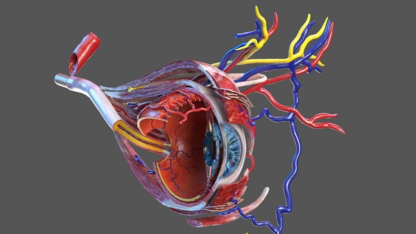 Eye anatomy cross-section left 3D model - TurboSquid 1513426