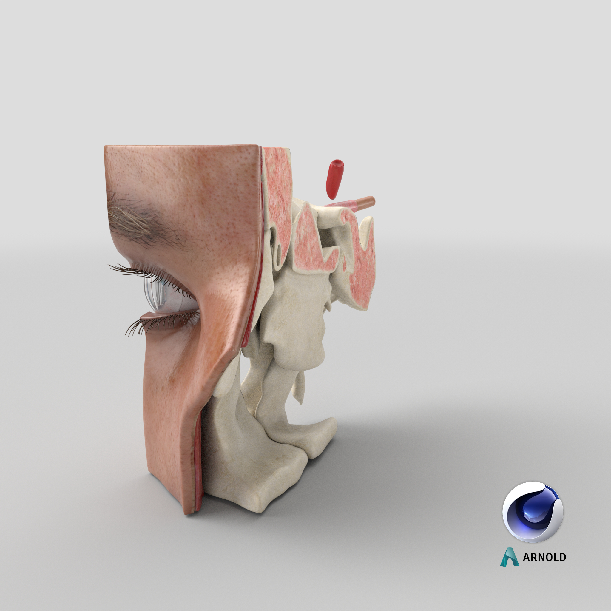 Eye anatomy cross-section left 3D model - TurboSquid 1513426