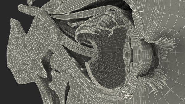 Eye anatomy cross-section left 3D model - TurboSquid 1513426