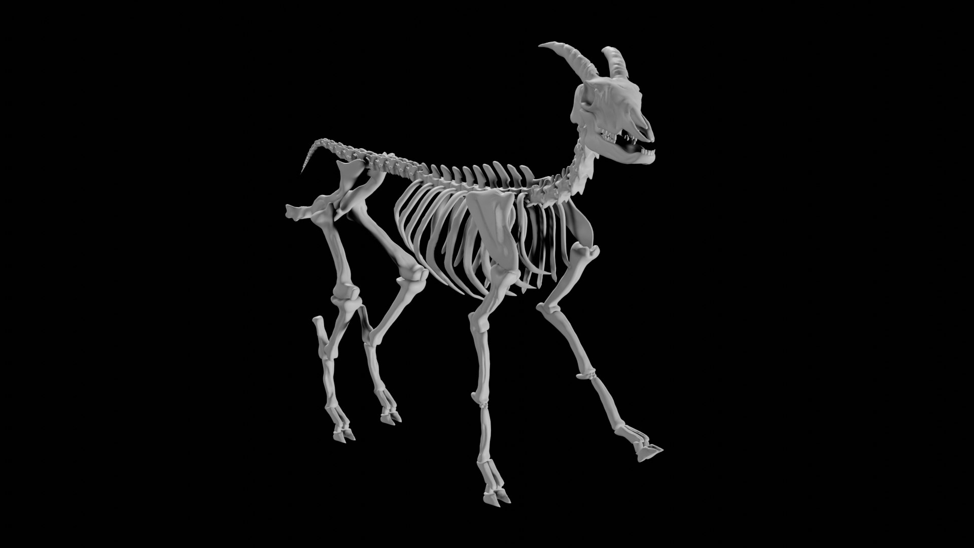 Rigged Goat Skeleton 3D Model - TurboSquid 1847235