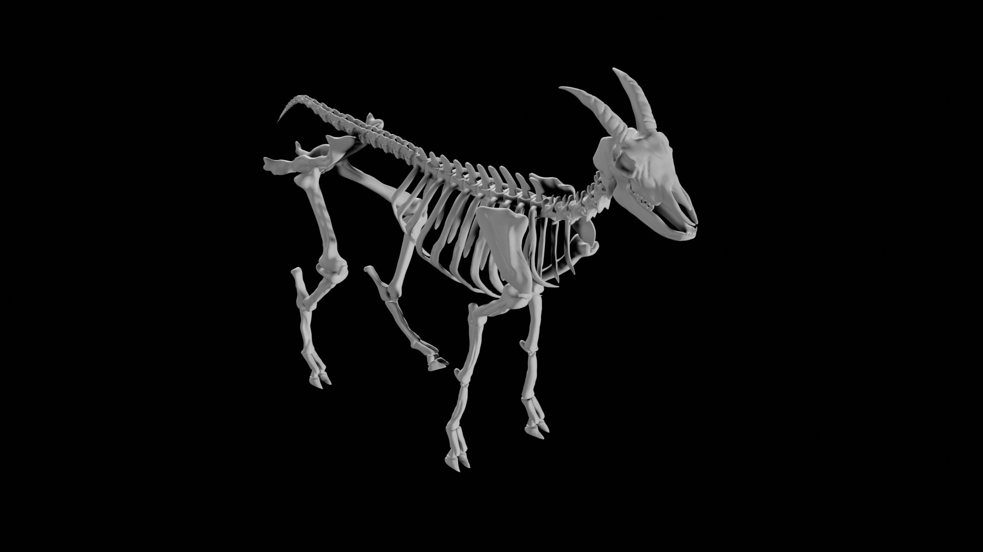 Rigged Goat Skeleton 3D Model - TurboSquid 1847235