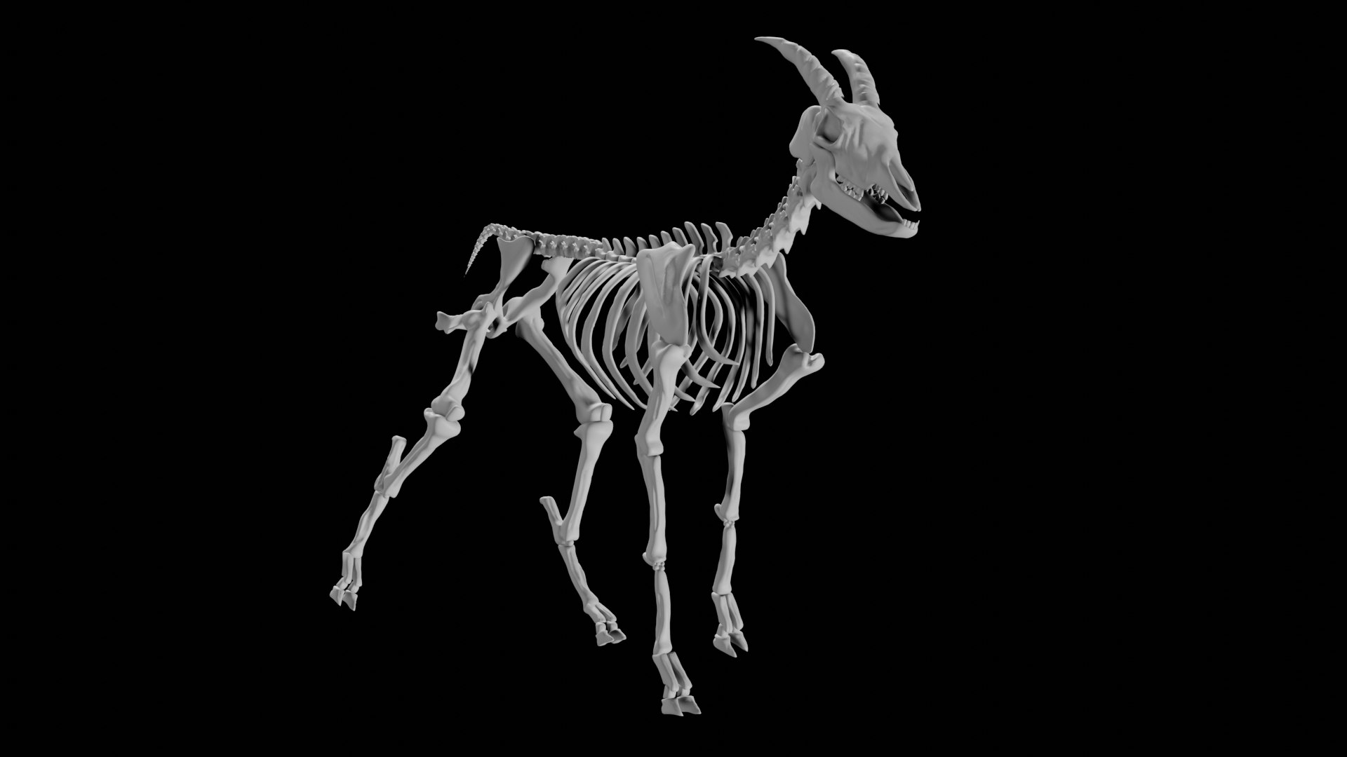 Rigged Goat Skeleton 3D Model - TurboSquid 1847235