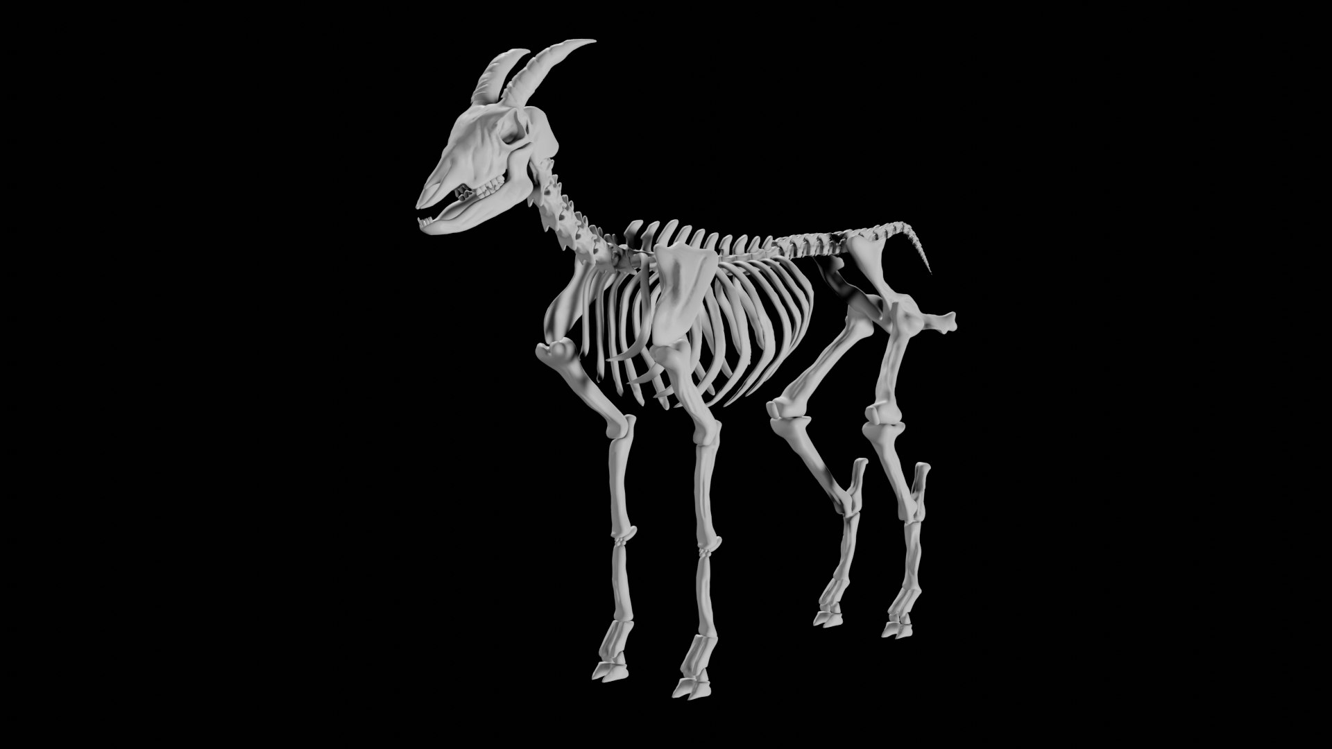 Rigged Goat Skeleton 3D Model - TurboSquid 1847235