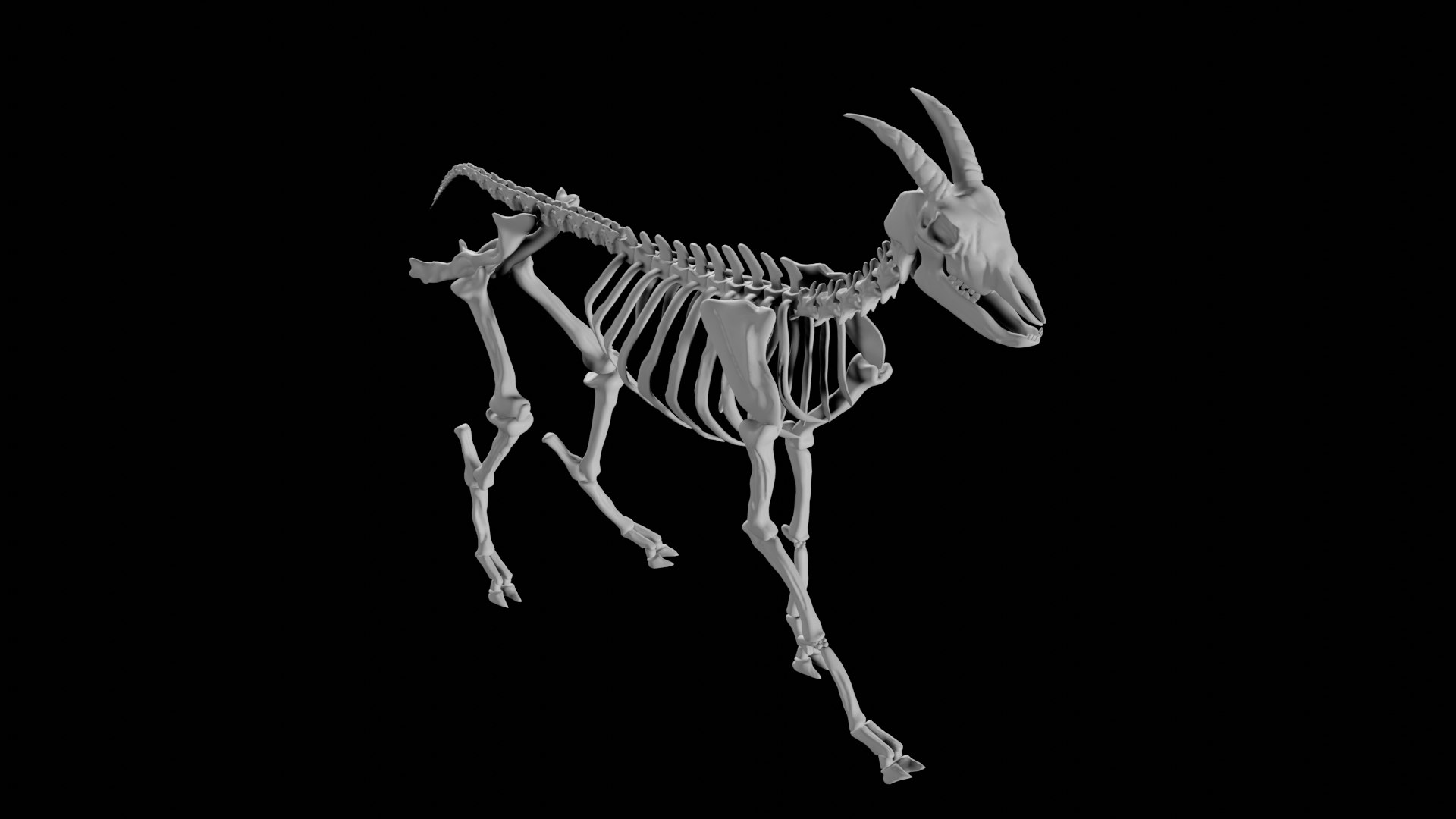 Rigged Goat Skeleton 3D Model - TurboSquid 1847235