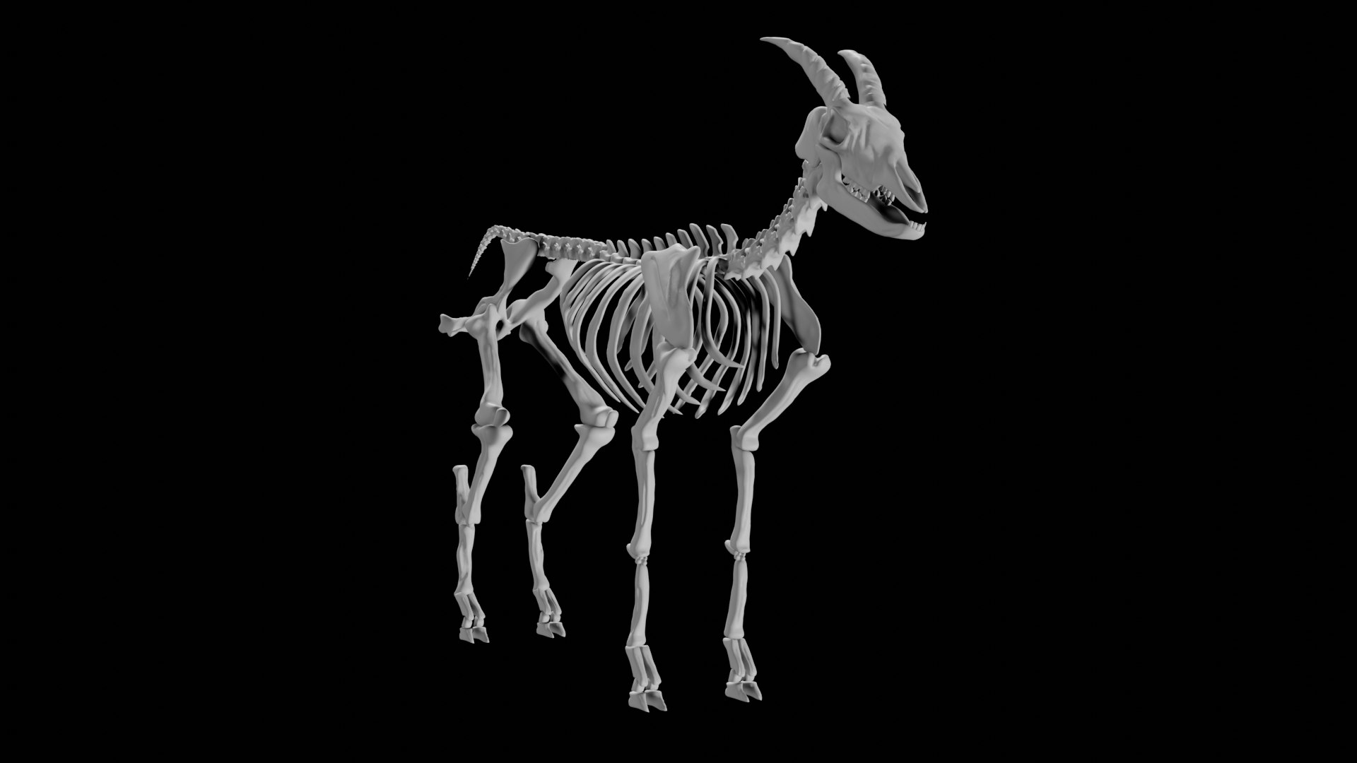 Rigged Goat Skeleton 3D Model - TurboSquid 1847235