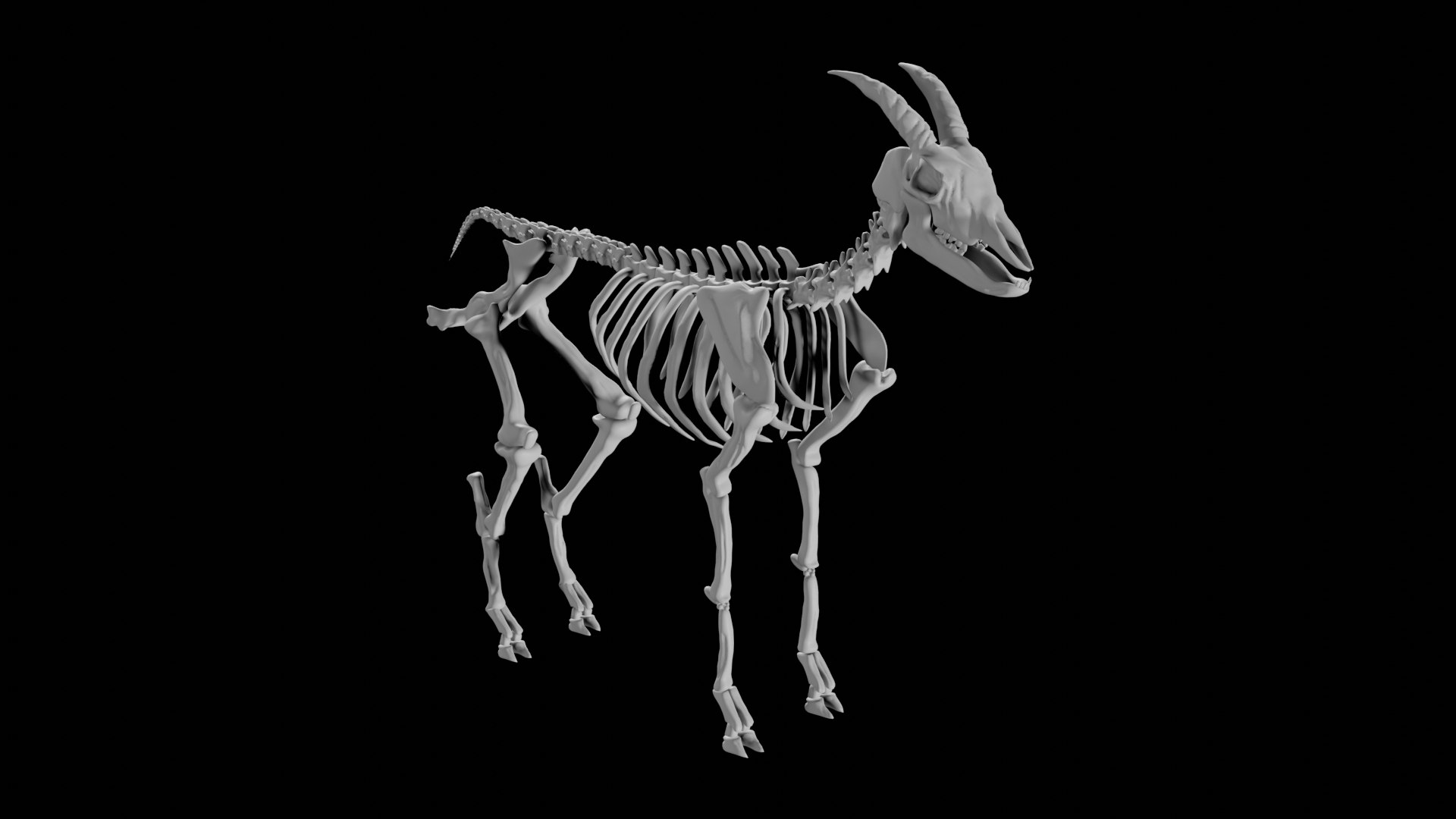 Rigged Goat Skeleton 3D Model - TurboSquid 1847235