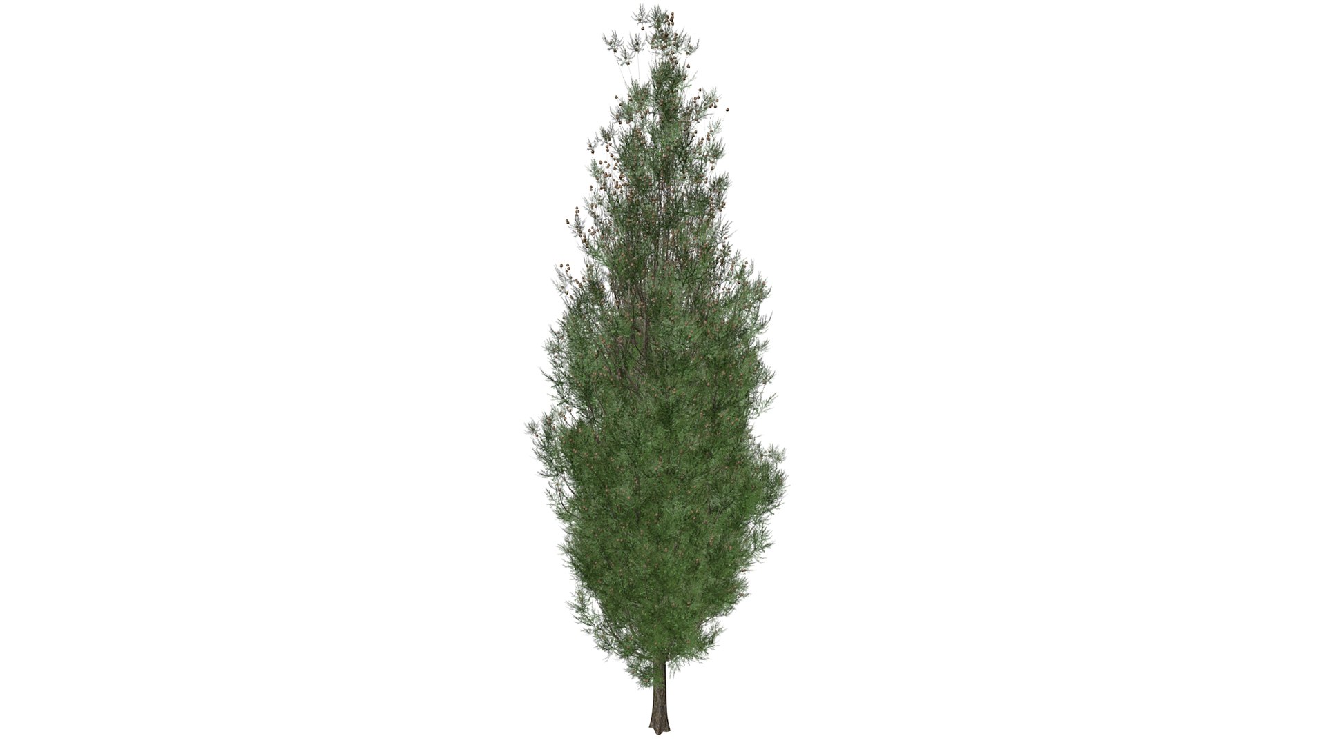 3D Italian Cypress Tree - 08 - Model - TurboSquid 2373538