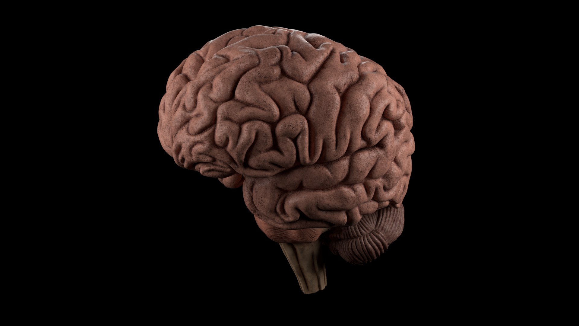 Anatomy Brain Pack Cerebellum 3D Model - TurboSquid 1602371