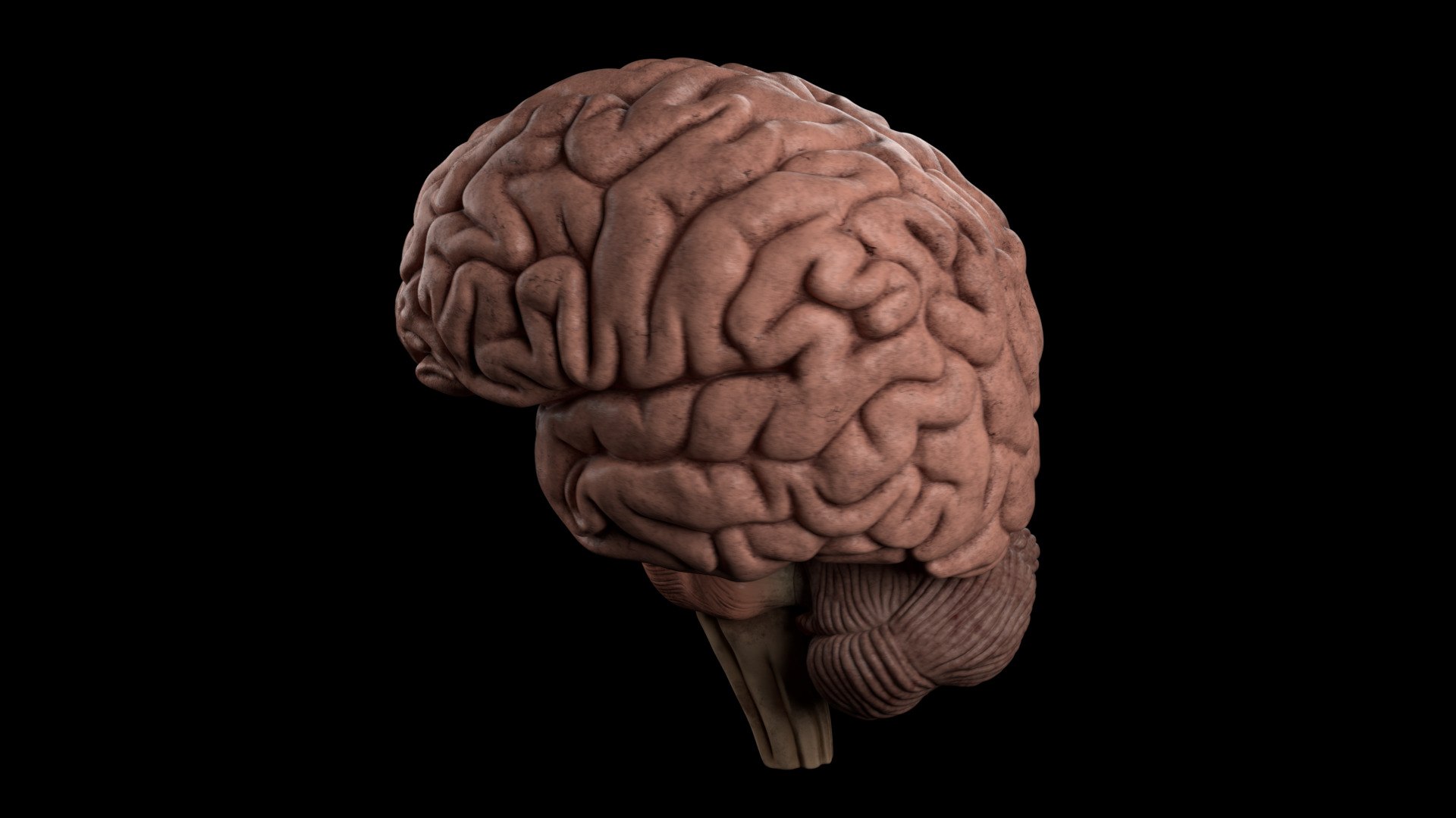 Anatomy Brain Pack Cerebellum 3D Model - TurboSquid 1602371
