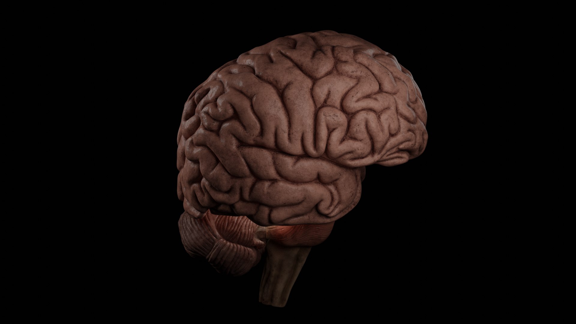 Anatomy Brain Pack Cerebellum 3D Model - TurboSquid 1602371