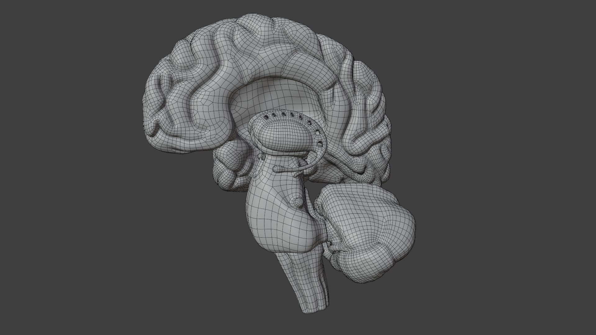 Anatomy Brain Pack Cerebellum 3D Model - TurboSquid 1602371
