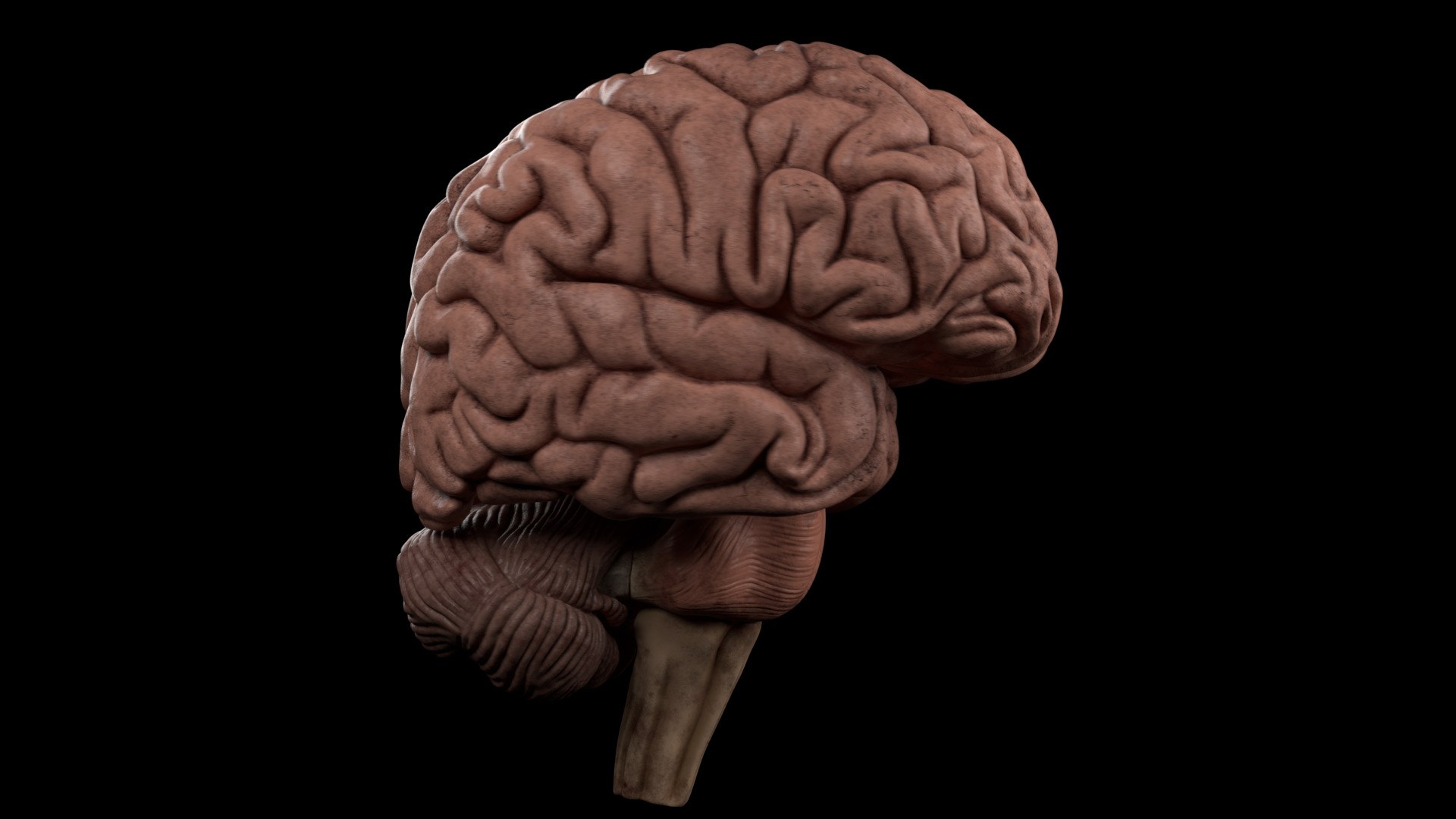 Anatomy Brain Pack Cerebellum 3D Model - TurboSquid 1602371
