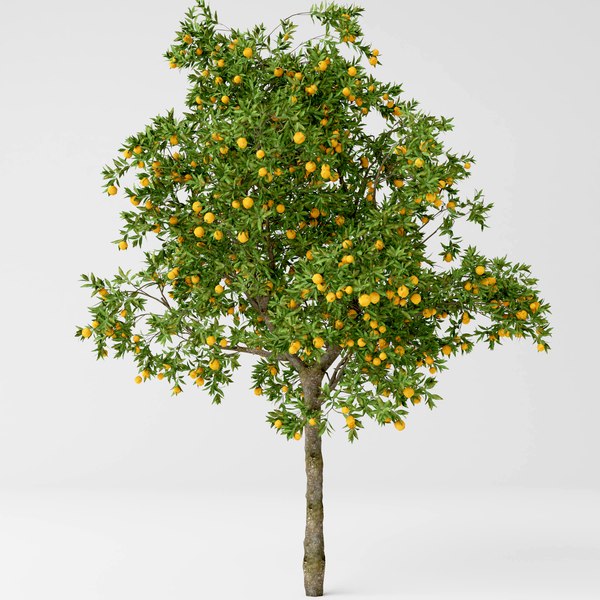 Orange tree 3D model - TurboSquid 1405752