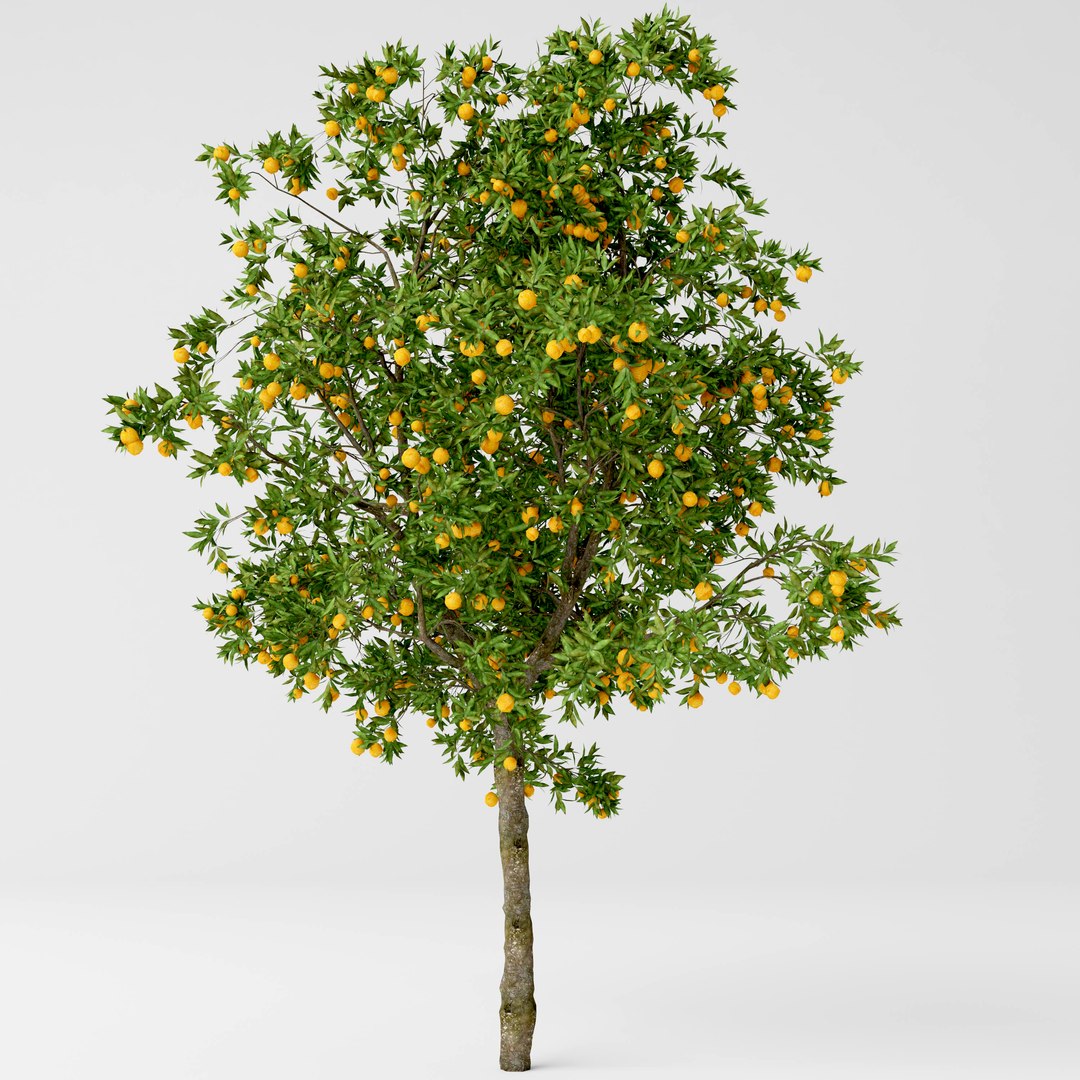 Orange Tree 3D Model - TurboSquid 1405752