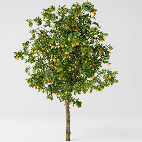 Orange tree 3D model - TurboSquid 1405752