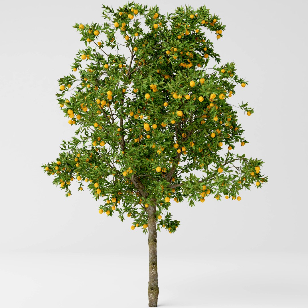 Orange Tree 3D Model - TurboSquid 1405752