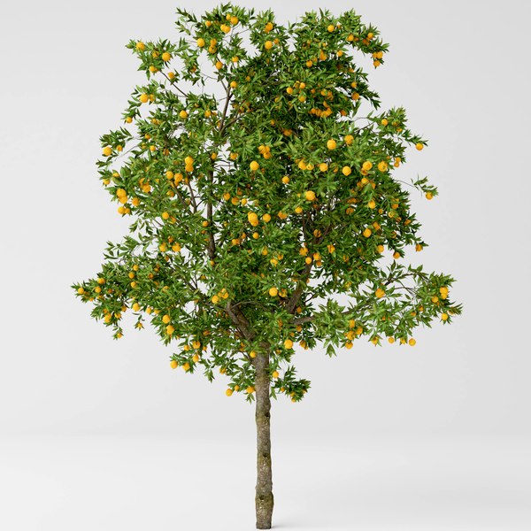 Orange tree 3D model - TurboSquid 1405752