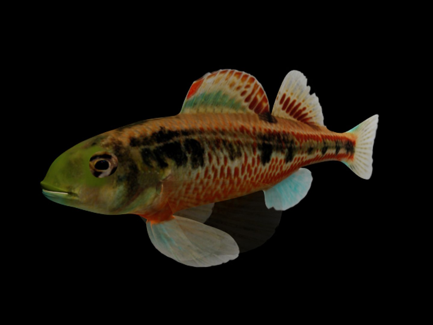 3d Model Etheostoma Barrenense Splendid Darter