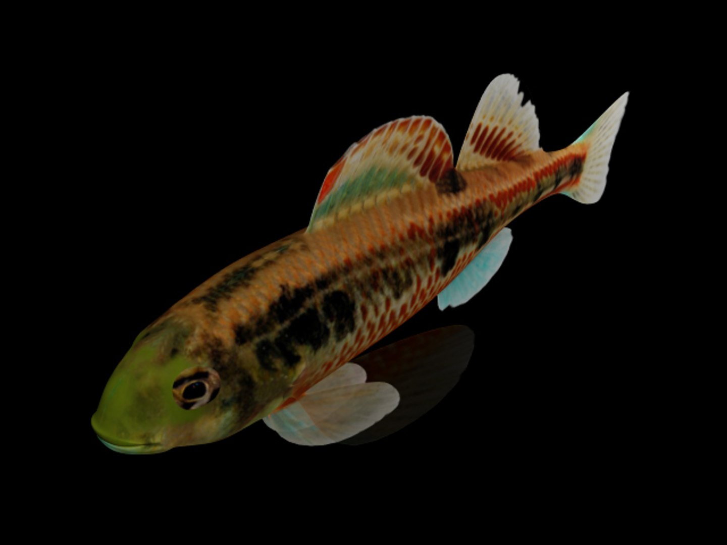 3d Model Etheostoma Barrenense Splendid Darter
