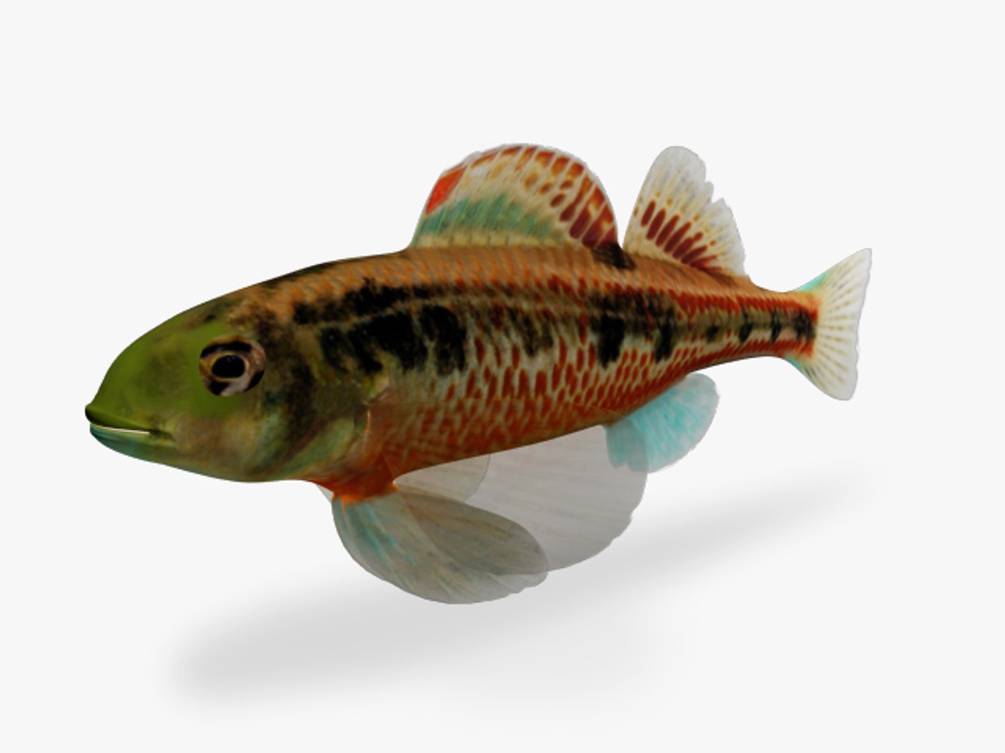 3d Model Etheostoma Barrenense Splendid Darter