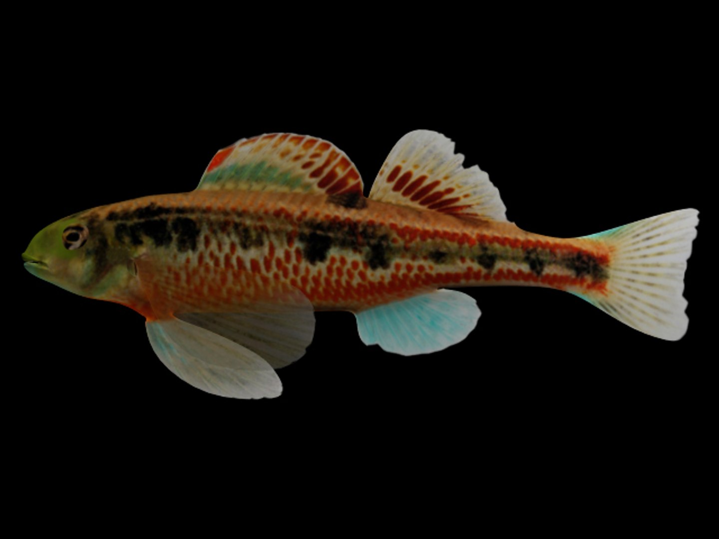 3d Model Etheostoma Barrenense Splendid Darter