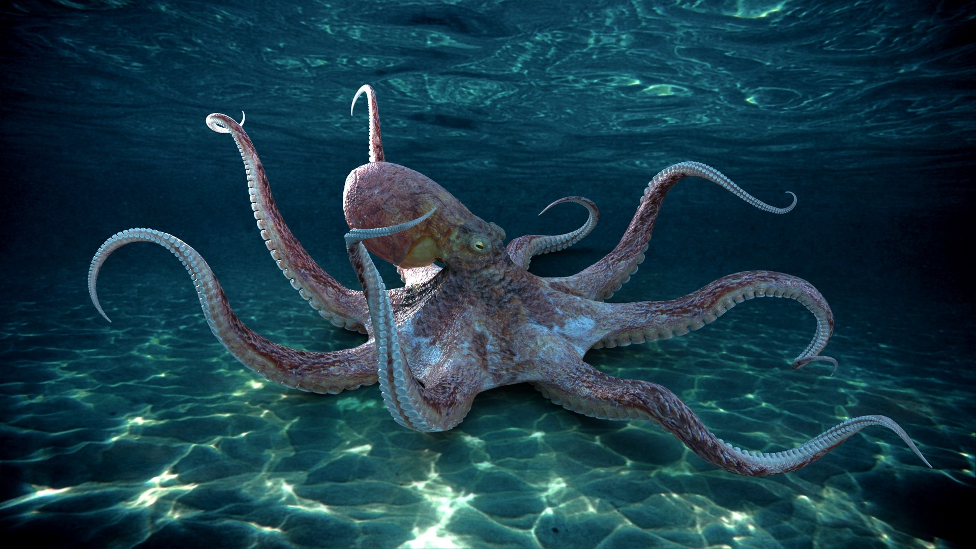 Giant Octopus RIG Model - TurboSquid 2350351