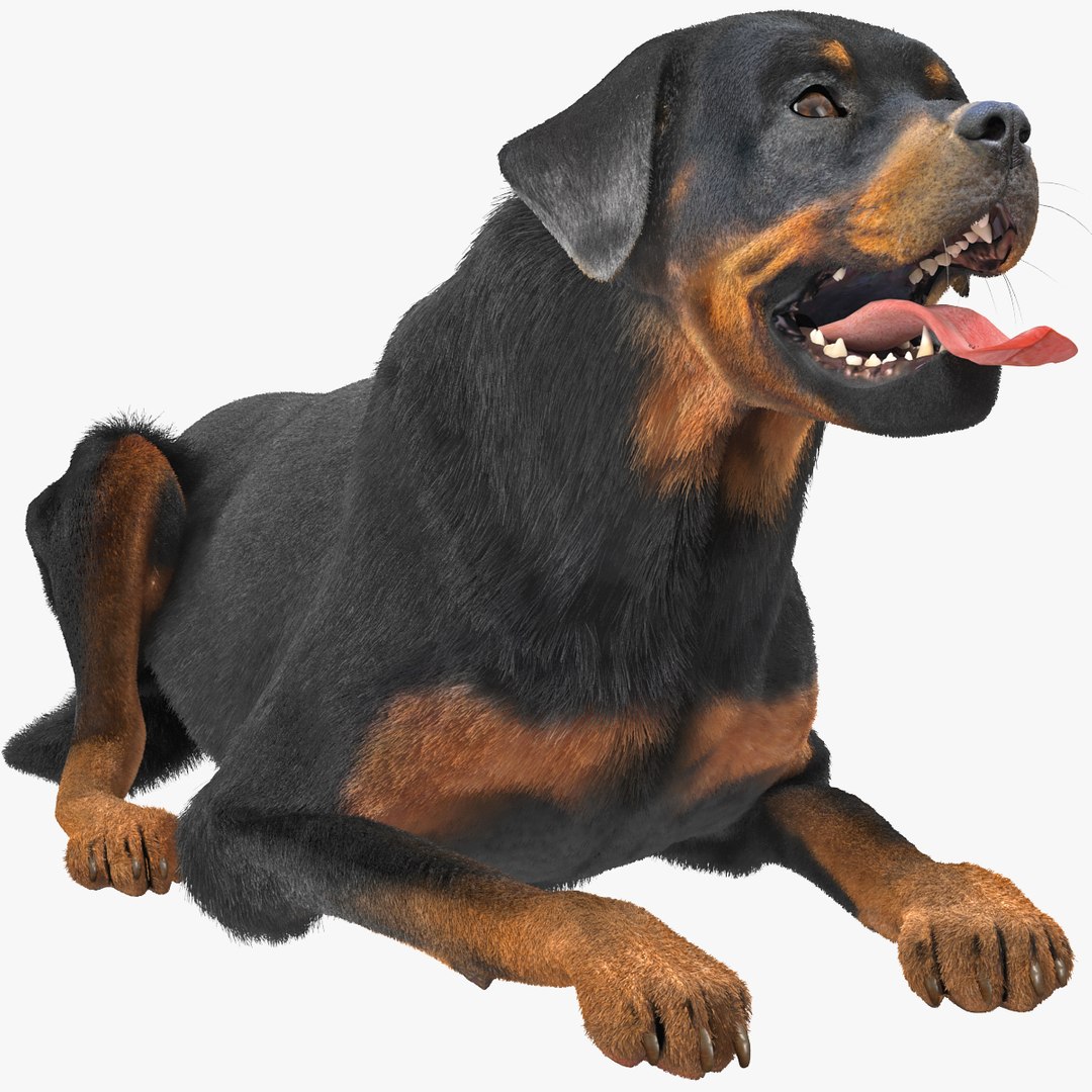 Max Rottweiler Pose Fur