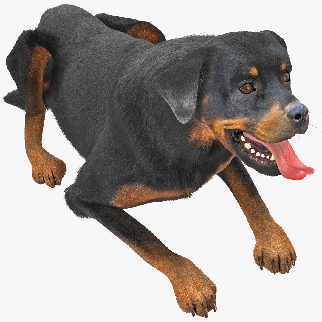 Max Rottweiler Pose Fur