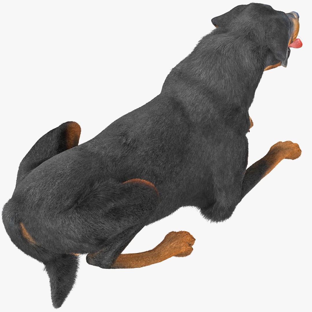 Max Rottweiler Pose Fur