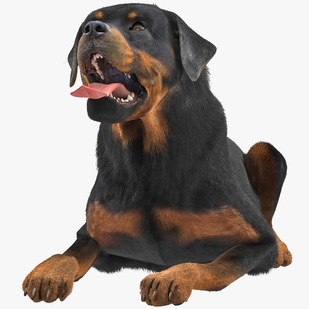 Max Rottweiler Pose Fur