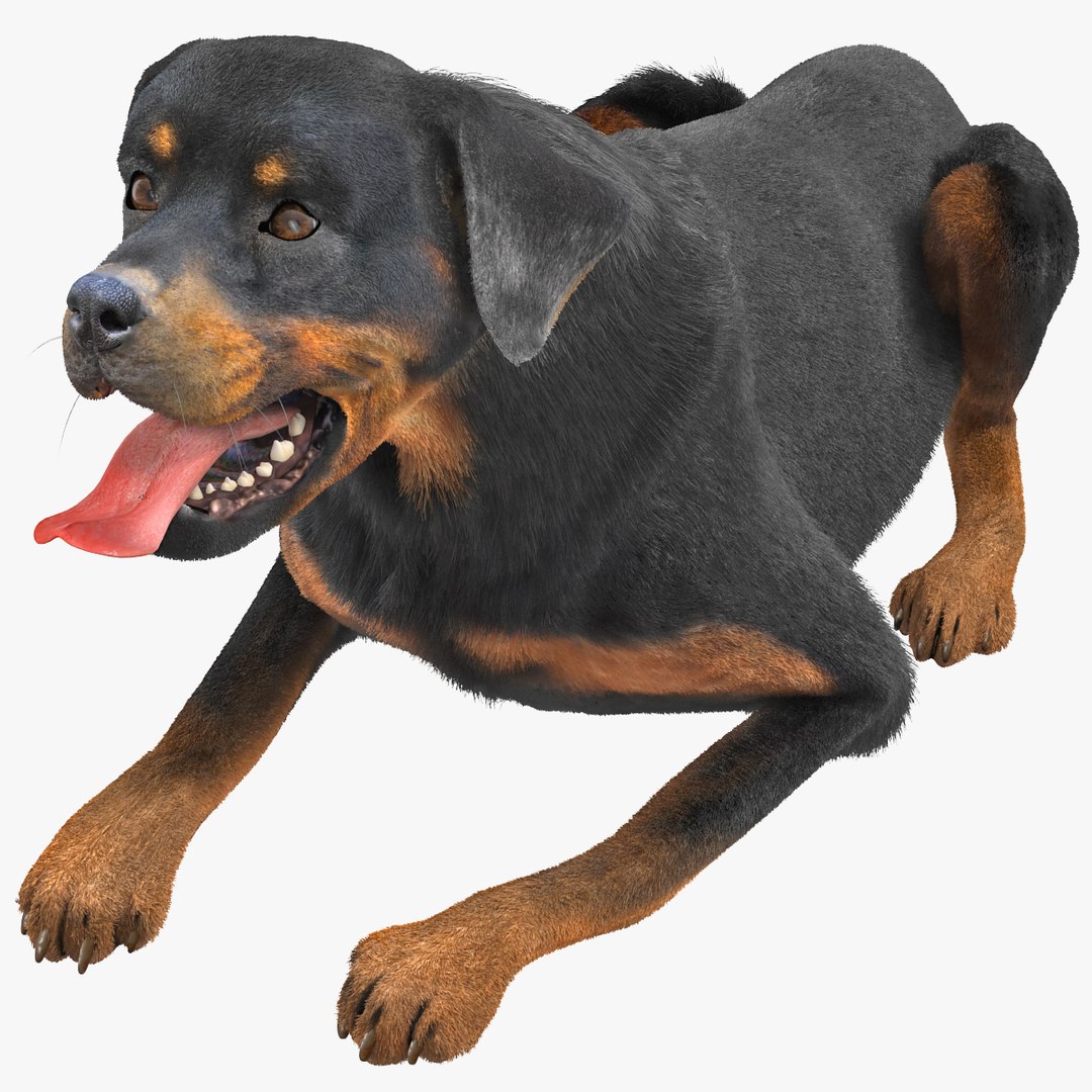 Max Rottweiler Pose Fur