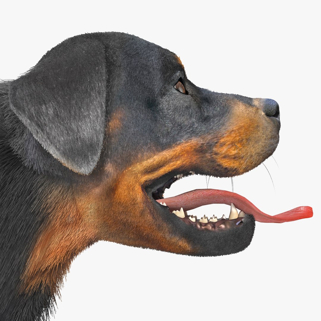 Max Rottweiler Pose Fur