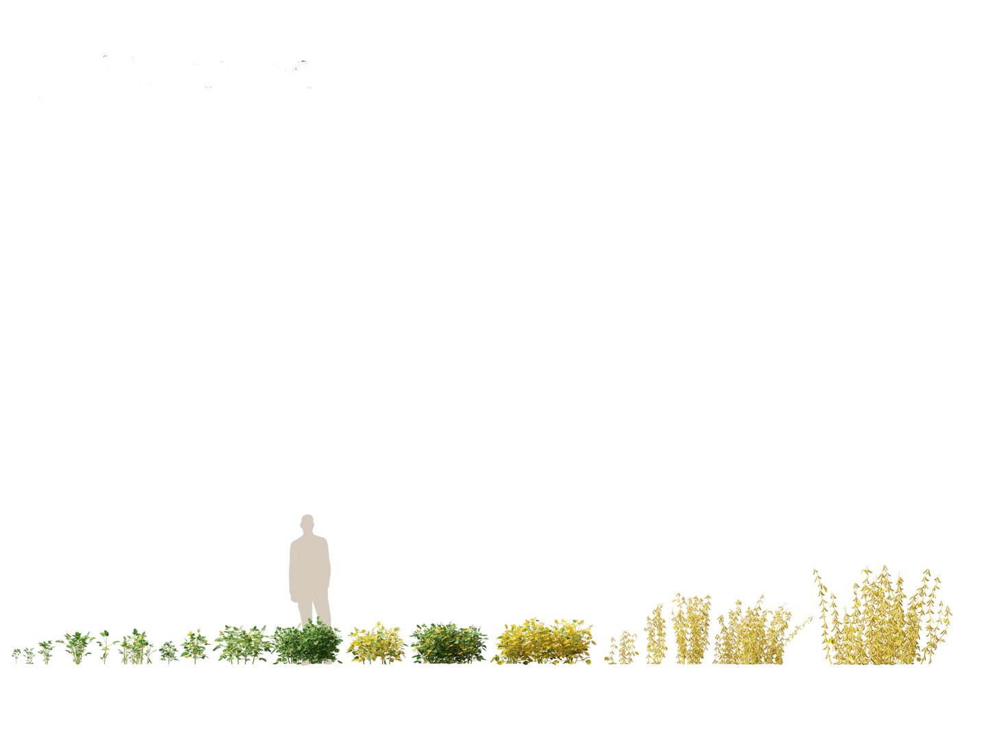 Glycine Max - Soybean 3D Model - TurboSquid 2141140