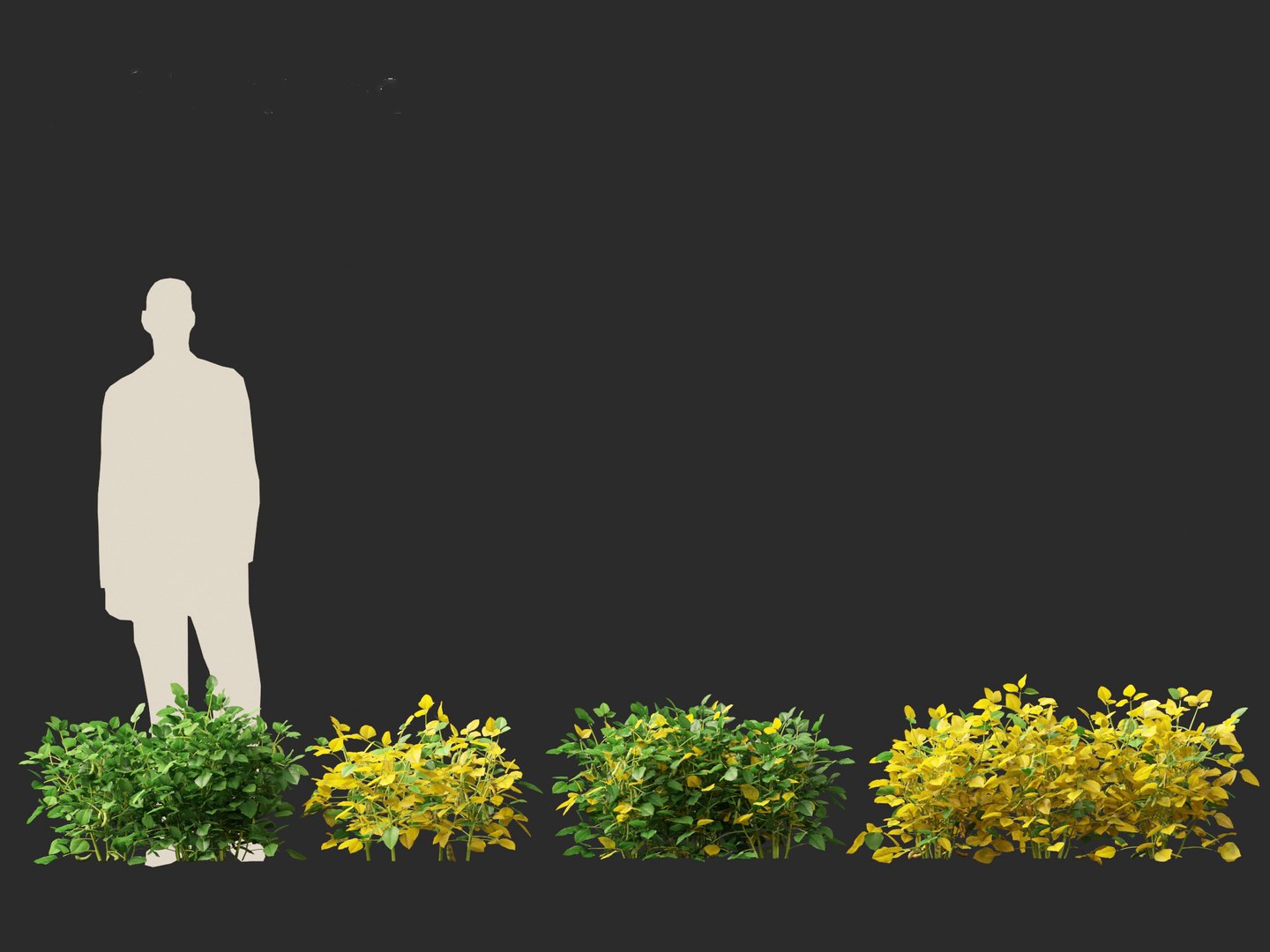 Glycine Max - Soybean 3D Model - TurboSquid 2141140