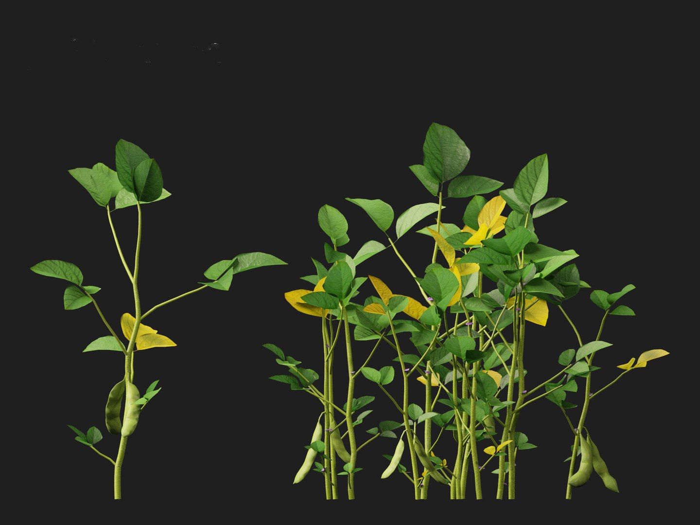 Glycine Max - Soybean 3D Model - TurboSquid 2141140