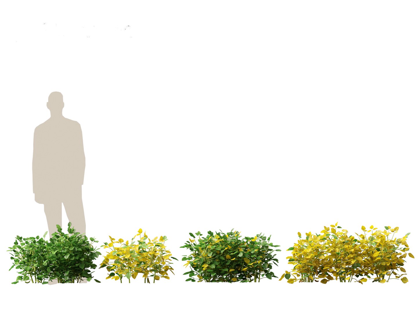 Glycine Max - Soybean 3D Model - TurboSquid 2141140