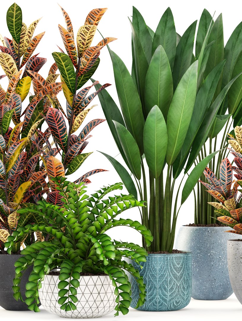 Plants Pots Model - TurboSquid 1273126