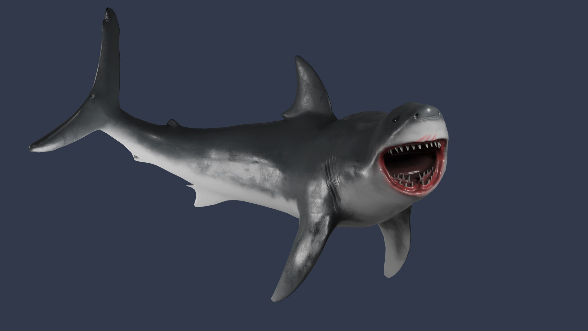 3D Great White Shark Rigged In Blender - TurboSquid 2009419