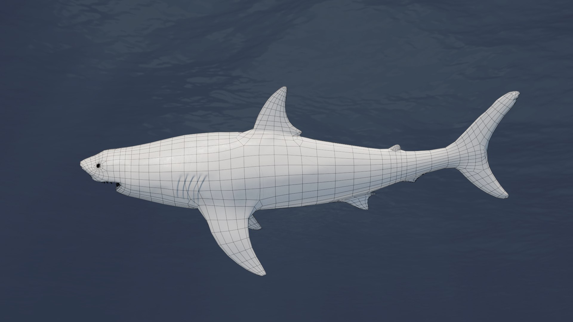 3D Great White Shark Rigged In Blender - TurboSquid 2009419